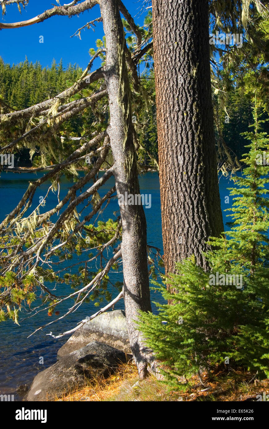 Charlton Lake, Deschutes National Forest, Oregon Stock Photo - Alamy
