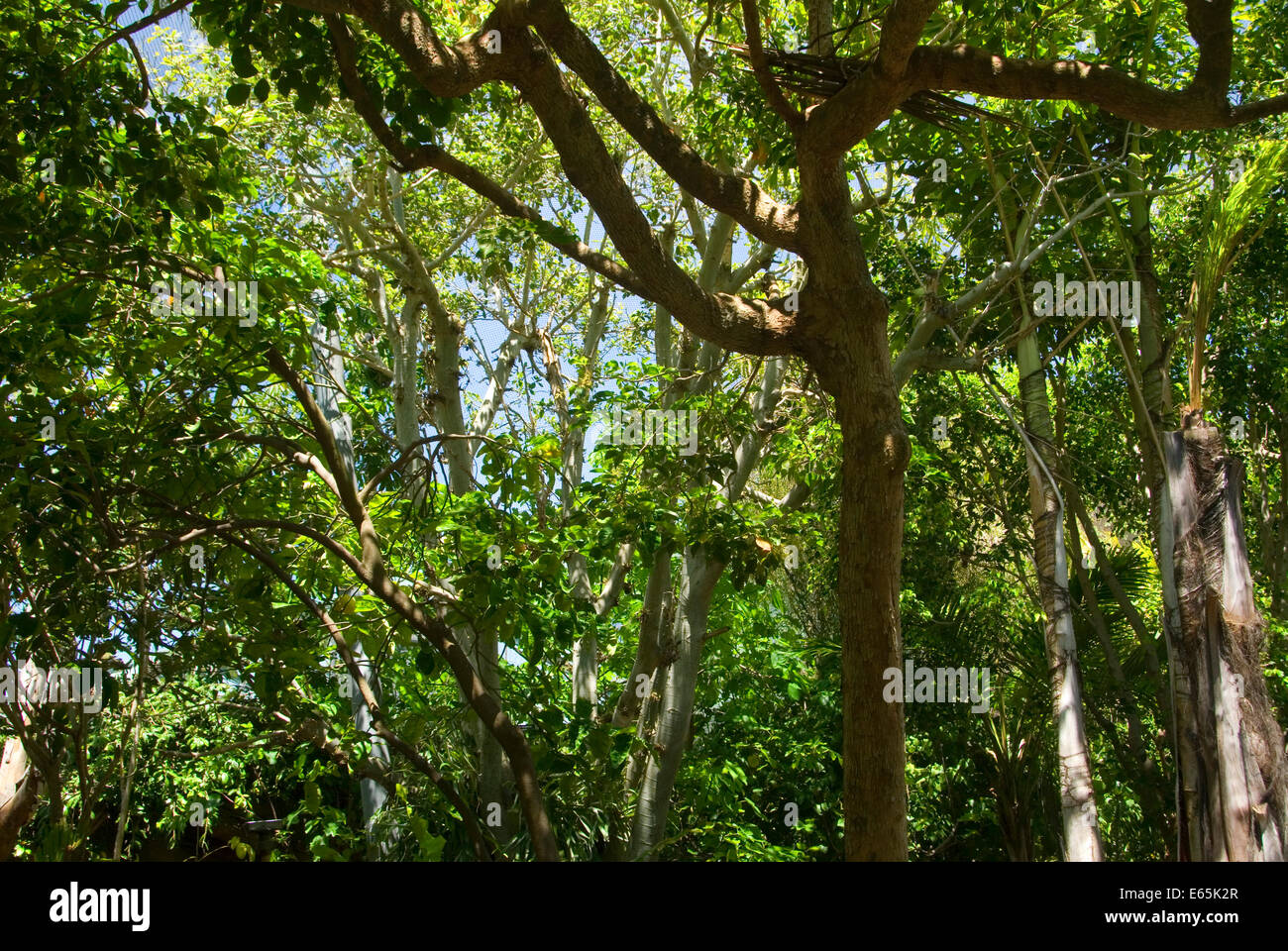 Parker Aviary, San Diego Zoo, Balboa Park, San Diego, California Stock ...