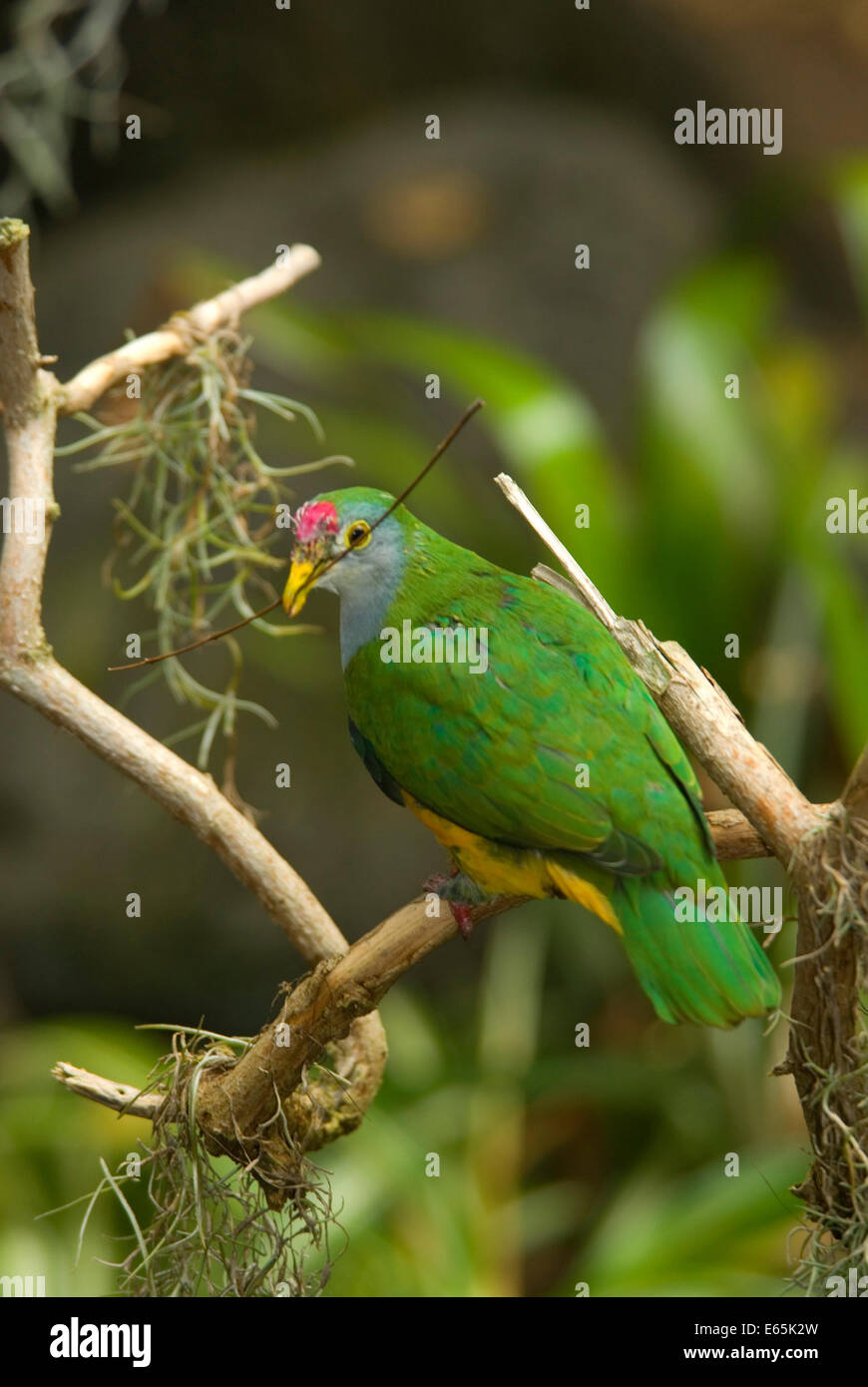 Parrot, Hummingbird Aviary, San Diego Zoo, Balboa Park, San Diego ...