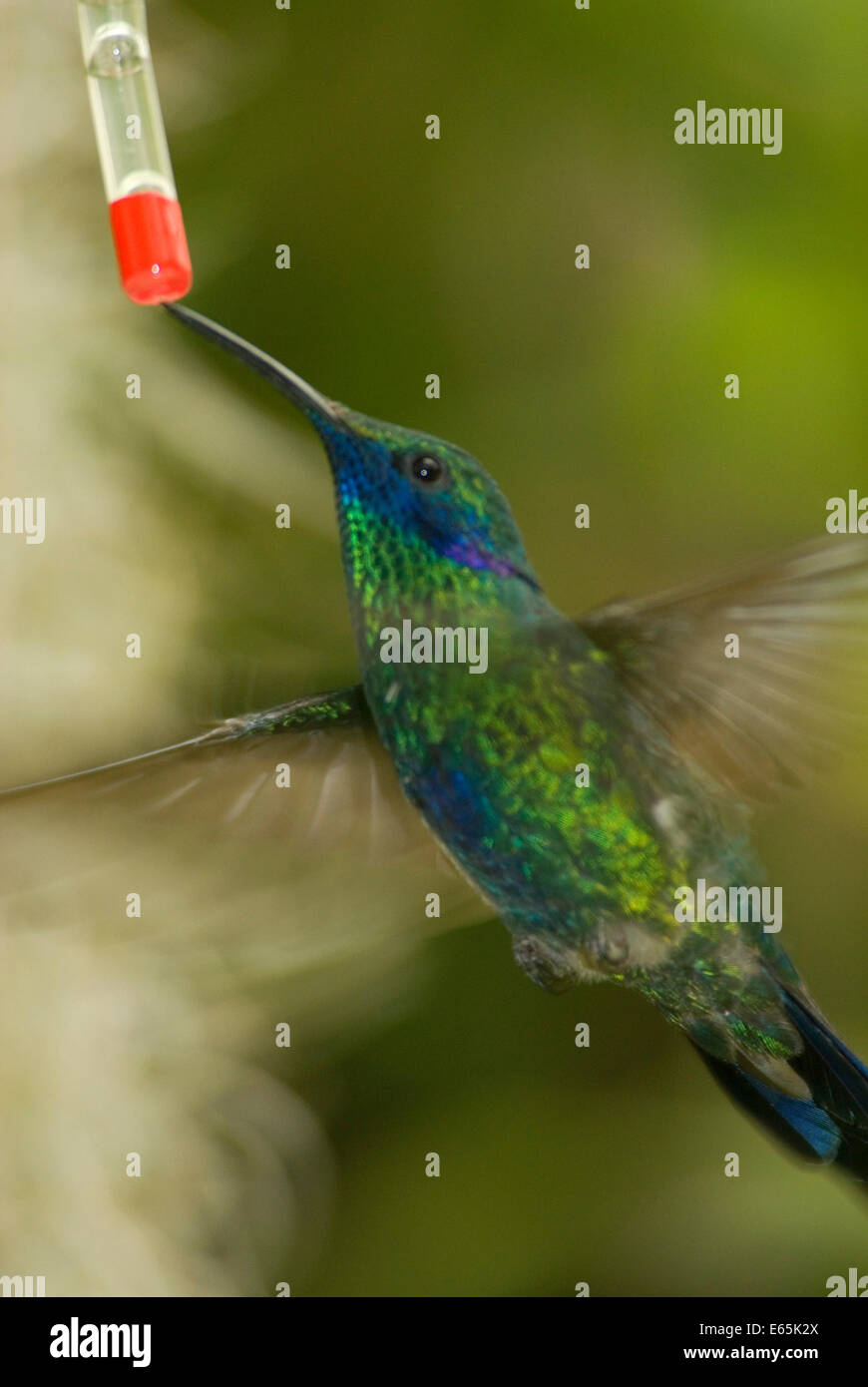 Sparkling violetear hummingbird (Colibri coruscans), Hummingbird Aviary ...