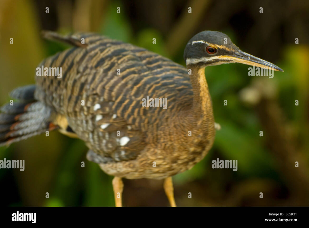 Hummingbird aviary hi-res stock photography and images - Alamy