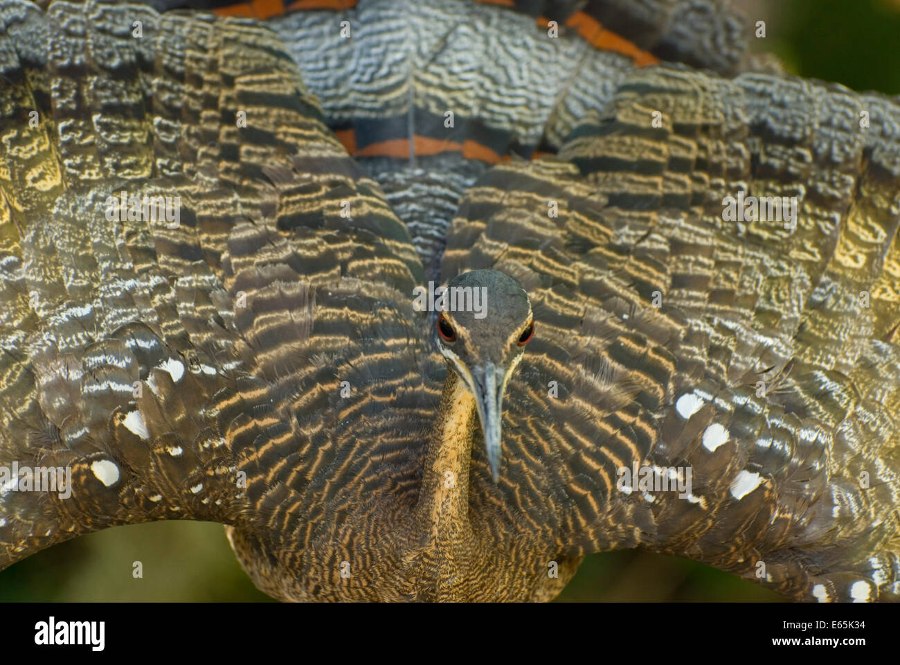 Greater sunbittern (Eurypyga helias), Hummingbird Aviary, San Diego Zoo ...