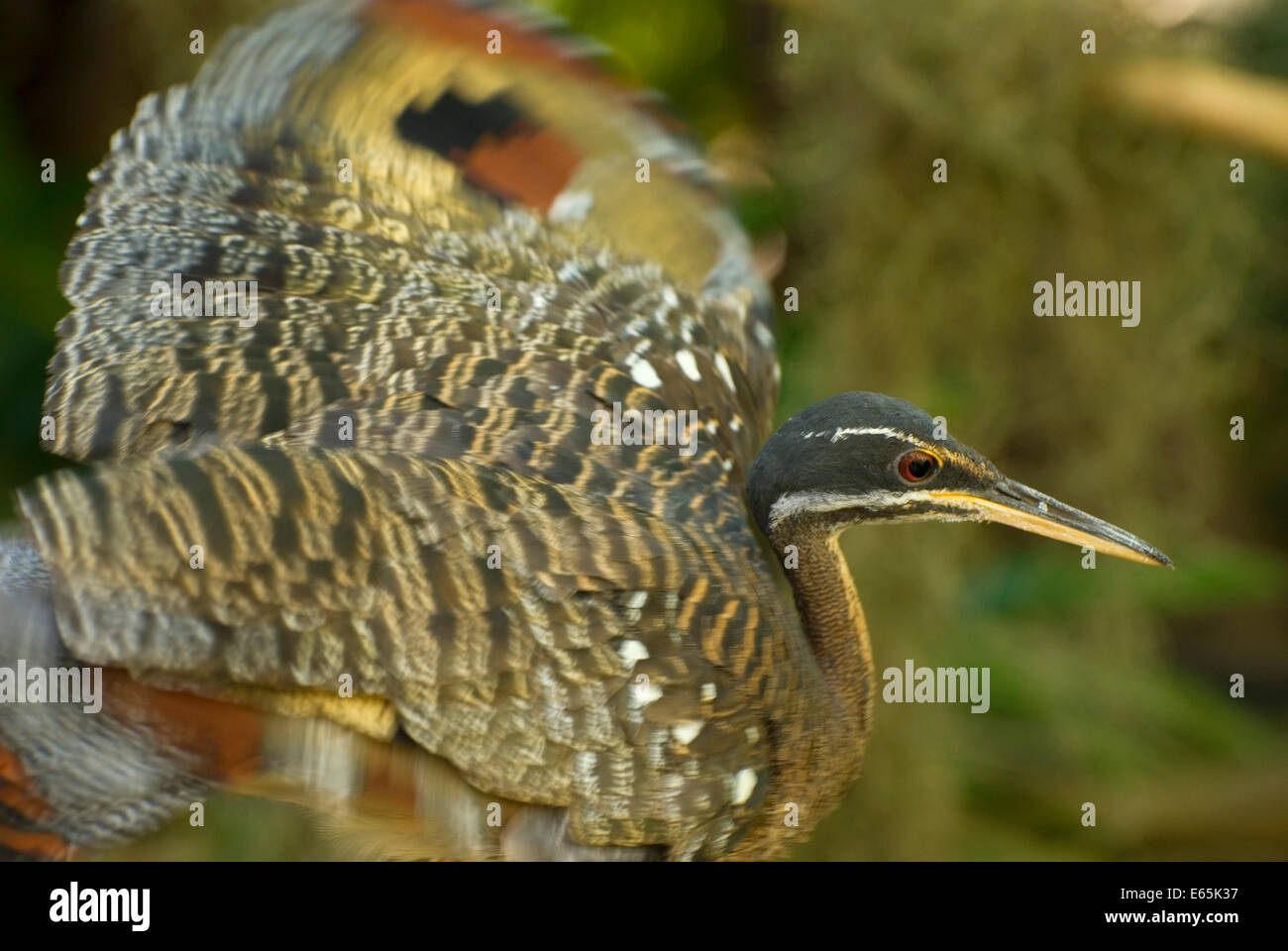 Greater sunbittern (Eurypyga helias), Hummingbird Aviary, San Diego Zoo ...