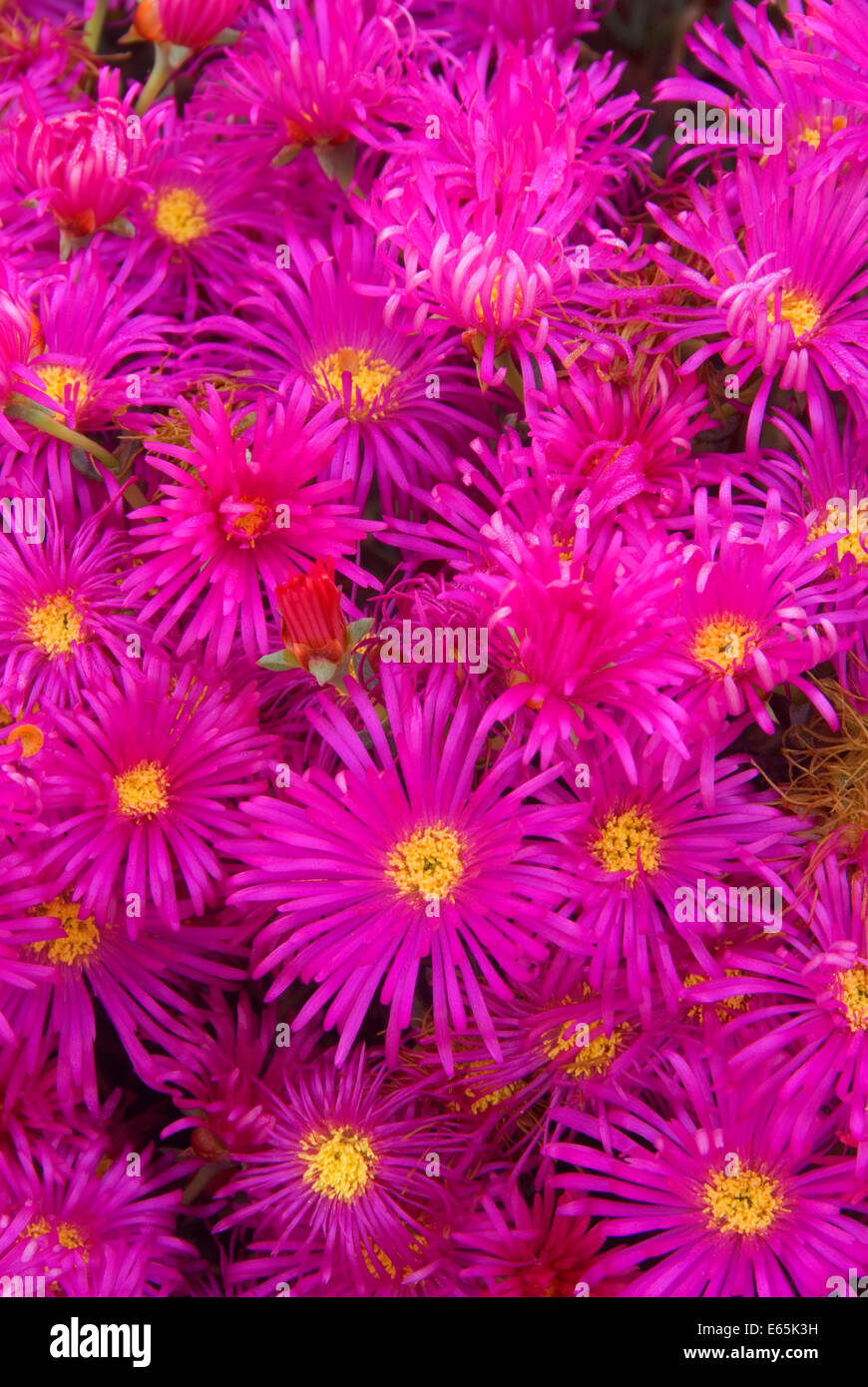 Ice plant in bloom, Desert Garden, Balboa Park, San Diego, California ...