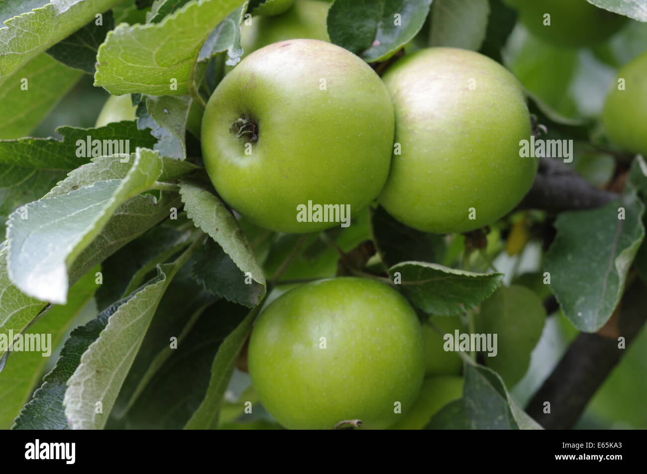Green temptation hi-res stock photography and images - Alamy