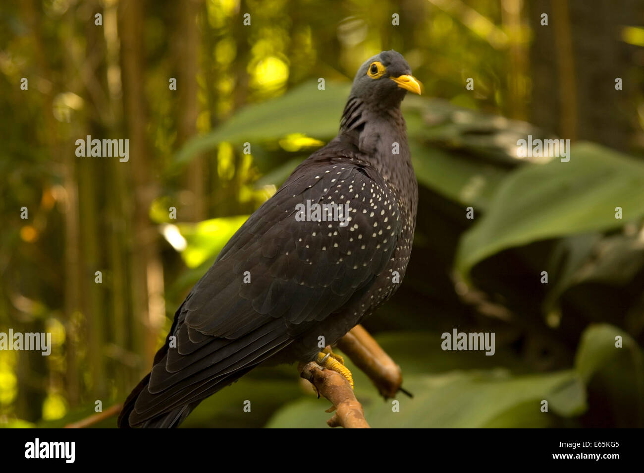 Scripps Aviary, San Diego Zoo, Balboa Park, San Diego, California Stock ...