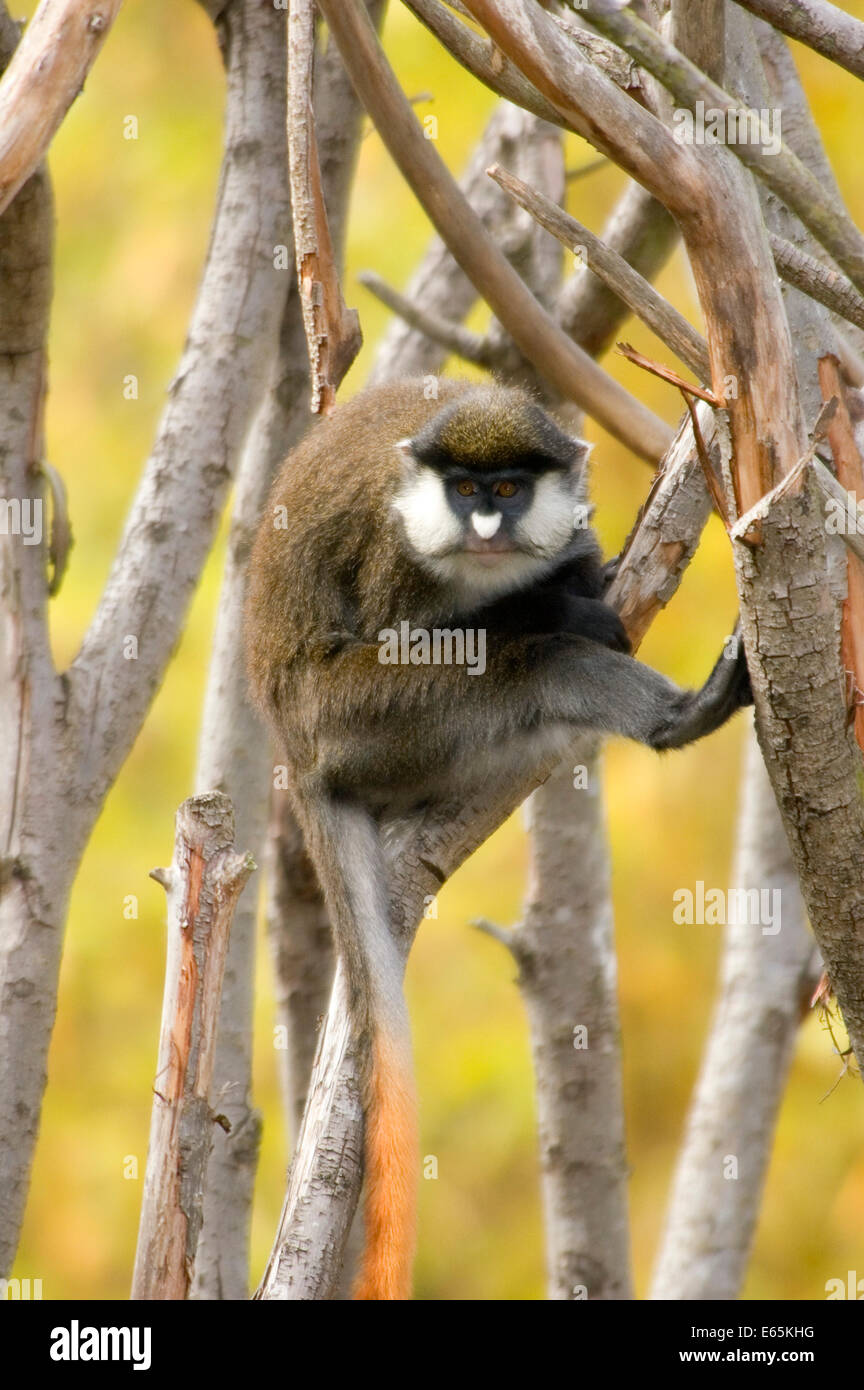 Schmidt's Spot-nosed Guenon, San Diego Zoo, Balboa Park, San Diego ...