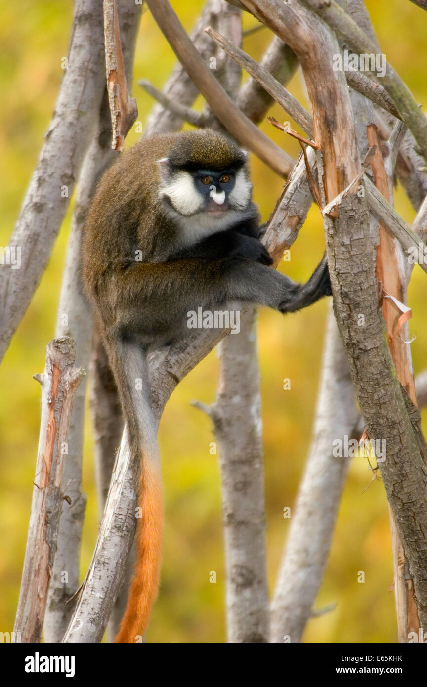 Spot nosed guenon hi-res stock photography and images - Alamy