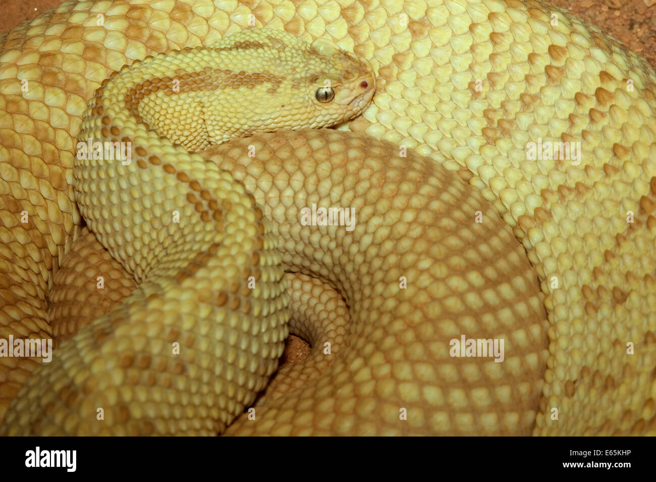 Neotropical rattlesnake, San Diego Zoo, Balboa Park, San Diego ...