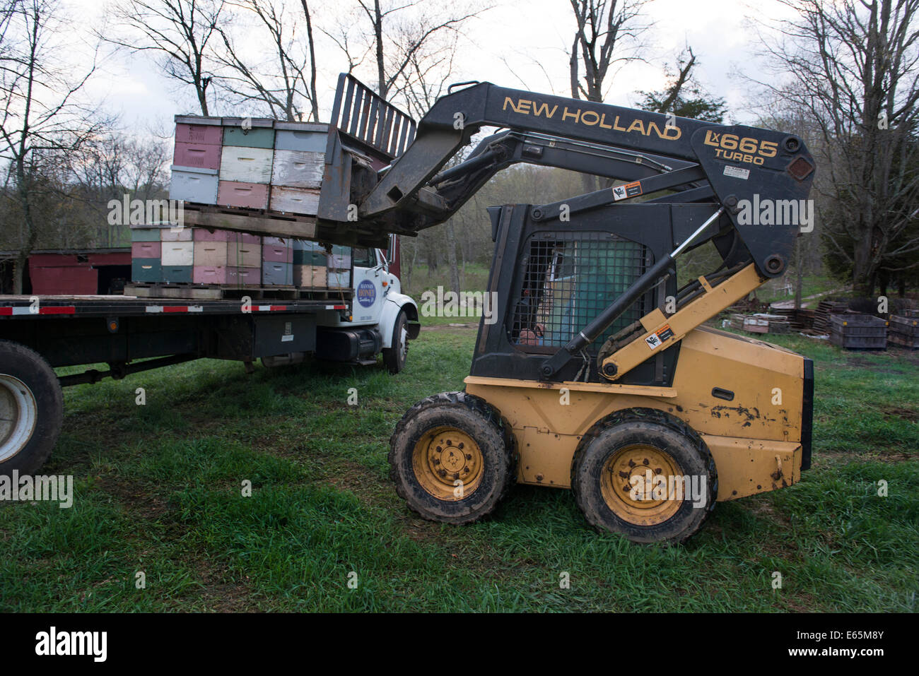Rollie Hannan, Jr., beekeeper, load his flatbed truck with a New ...
