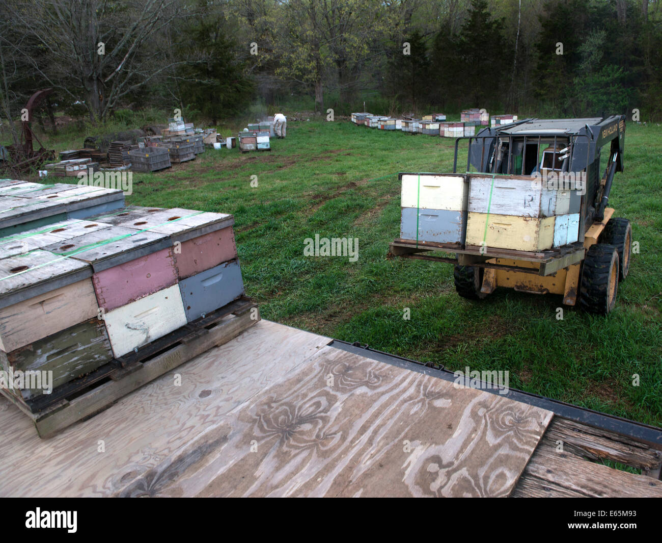 Rollie Hannan, Jr., beekeeper, loads his flatbed truck with a New ...