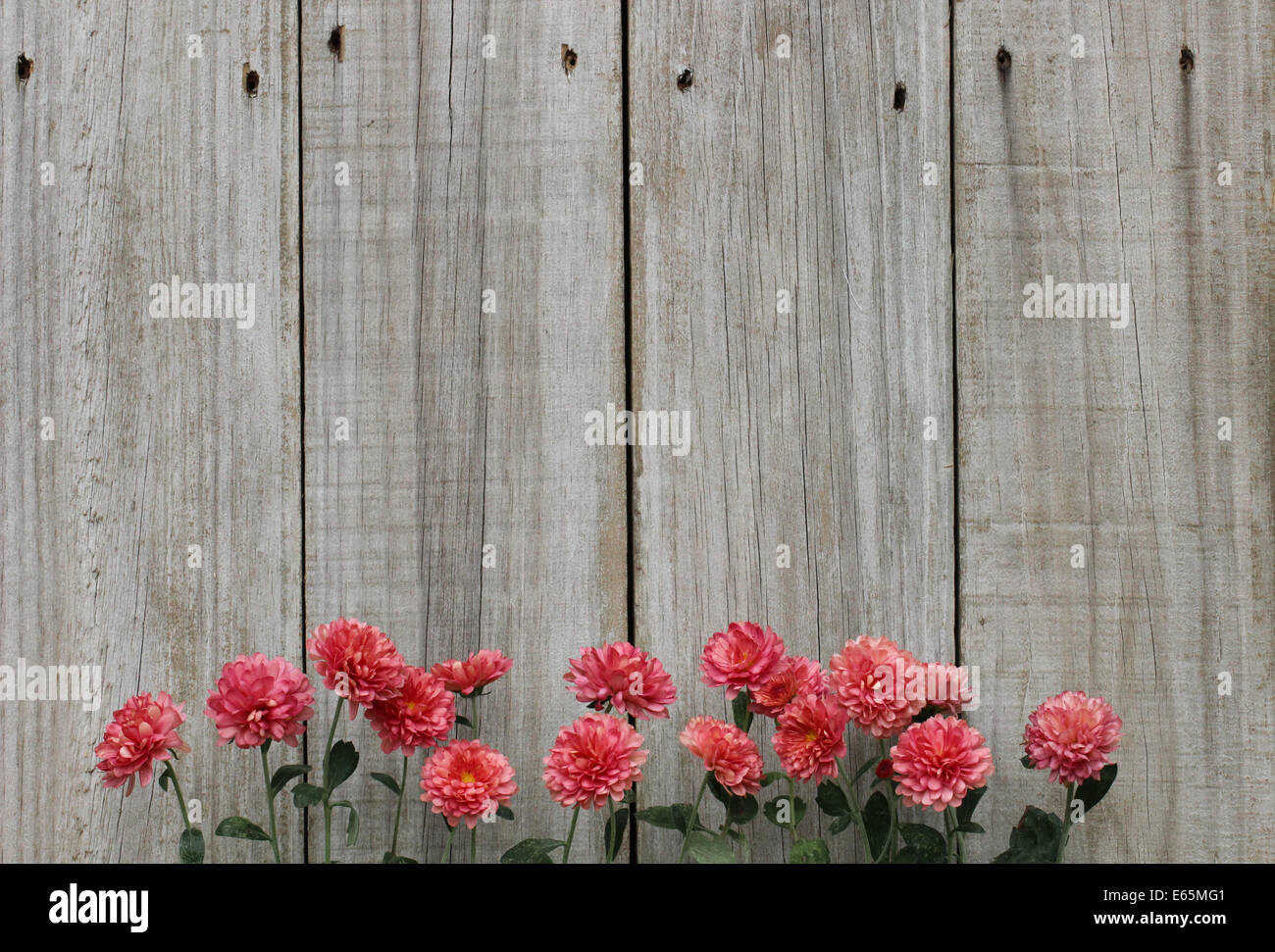 Autumn flowers border of pink mums by distressed wood fence Stock Photo ...