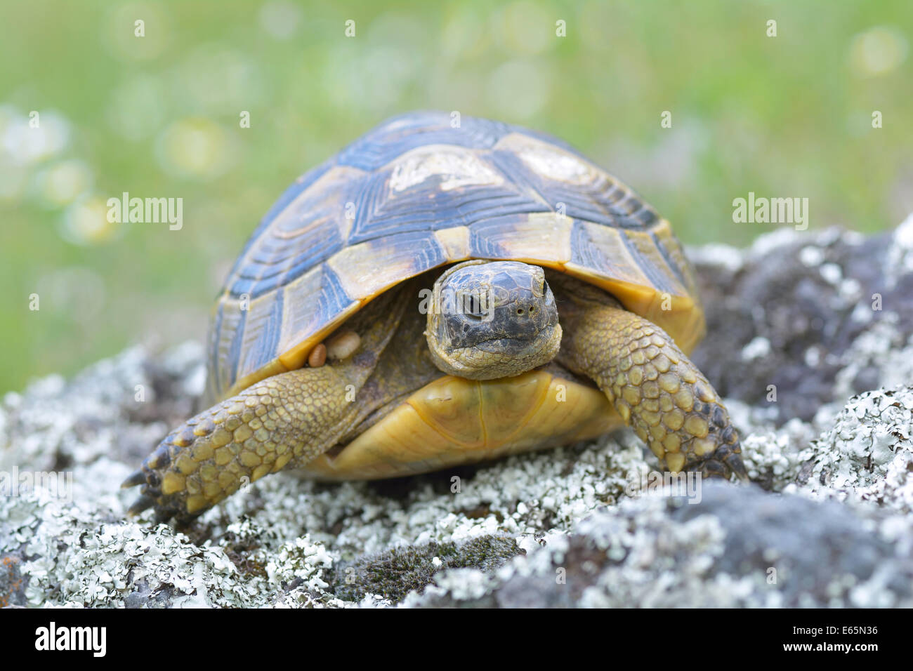 Turtle testudo hi-res stock photography and images - Alamy