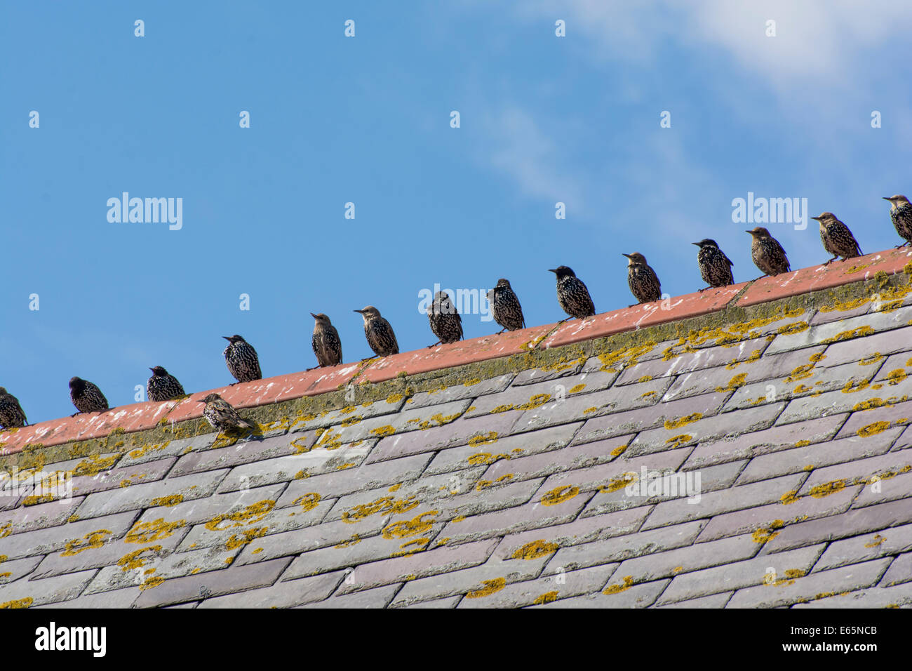Gathering of birds hi-res stock photography and images - Alamy
