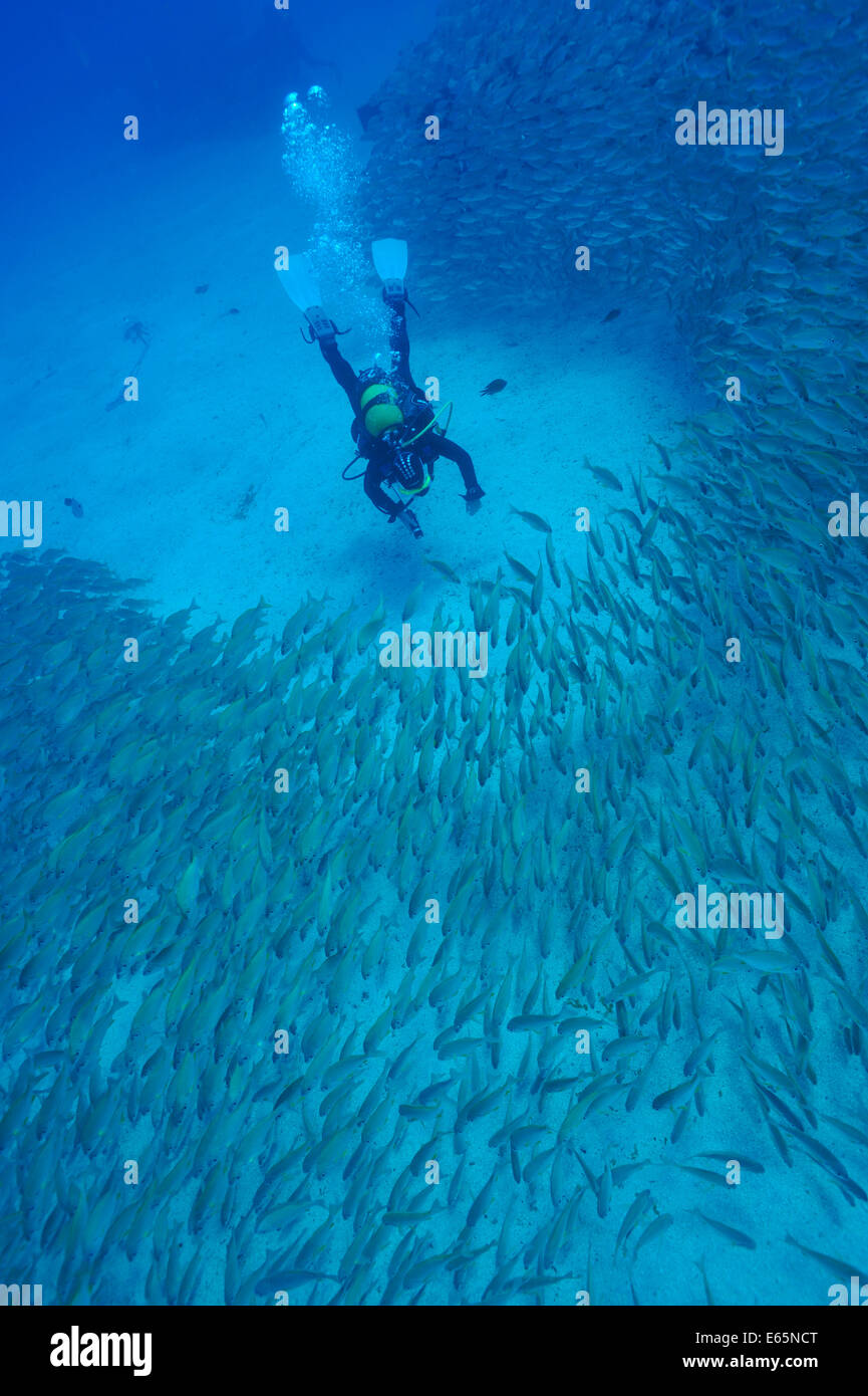 Diver and shoaling fish Stock Photo - Alamy