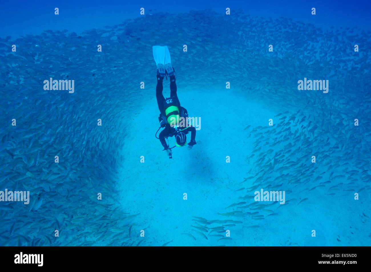 Diver and shoaling fish Stock Photo - Alamy