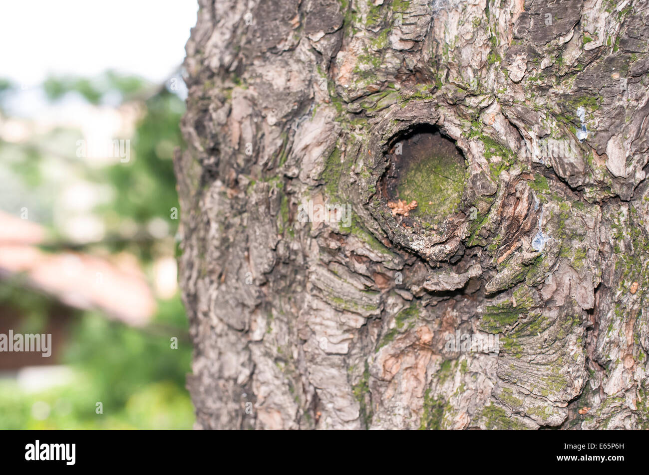 Conifer Bark High Resolution Stock Photography and Images - Alamy