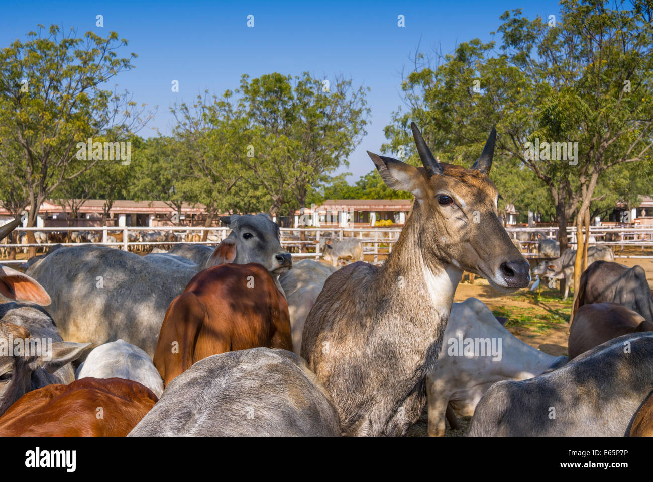 Nilgai or indian Blue bull and cows in a Pavapuri Animal welfare center ...