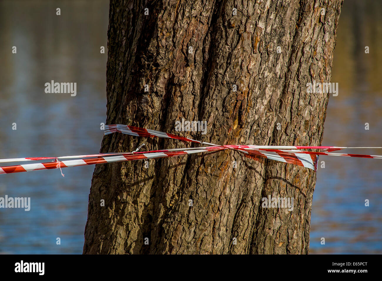 tree with a band Stock Photo - Alamy