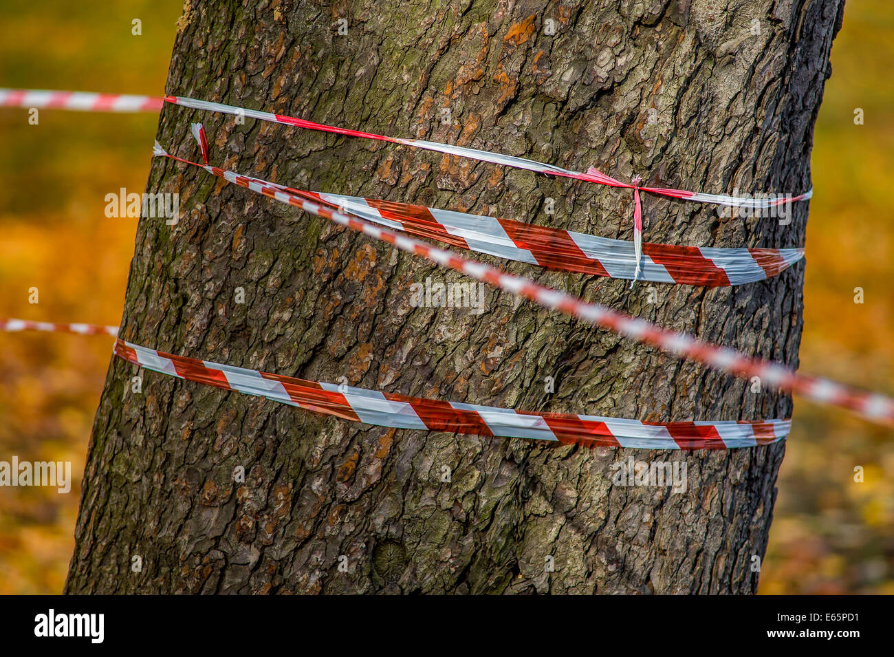 Swathed tree hi-res stock photography and images - Alamy