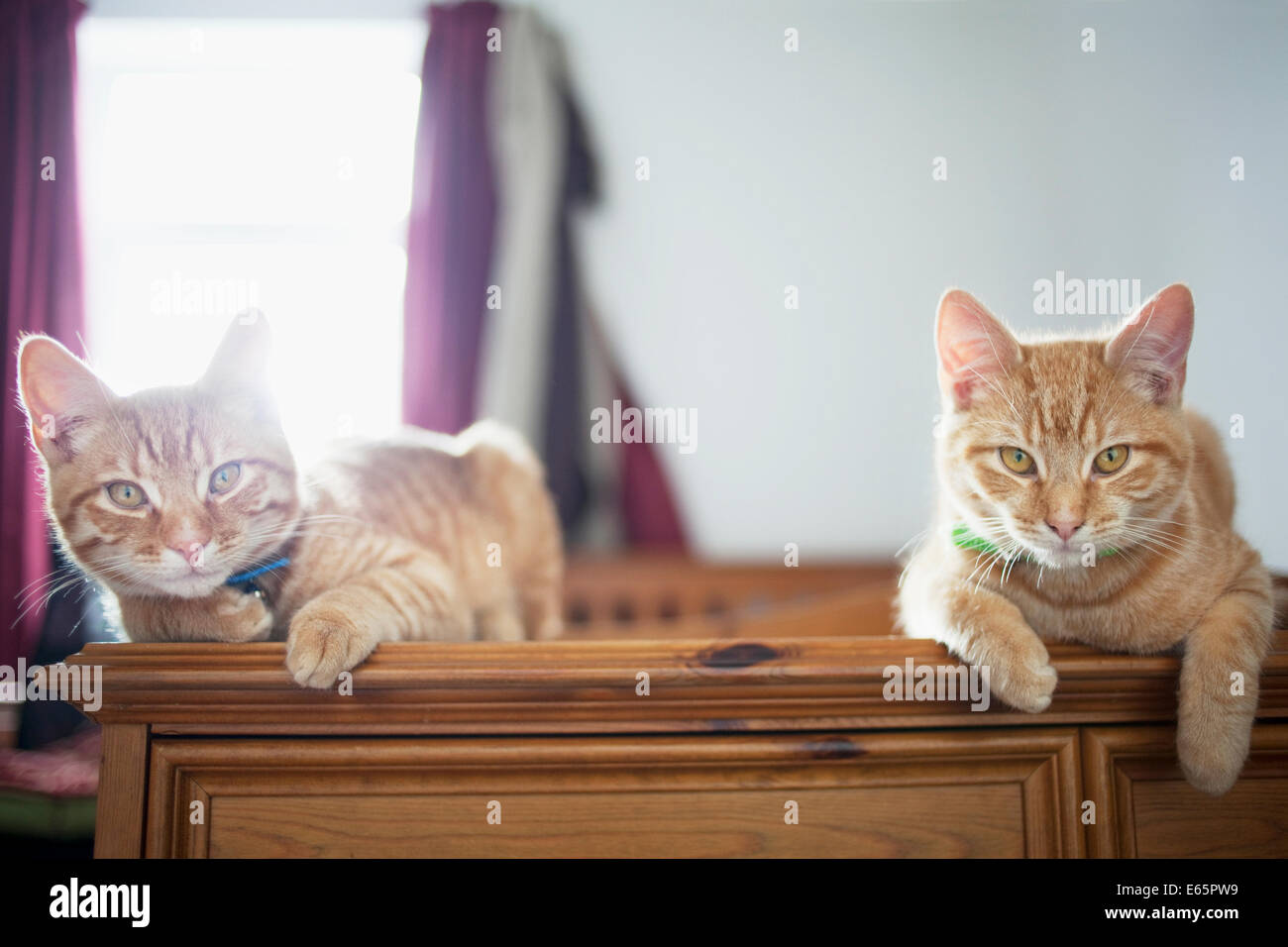 Two brothers cats sit apart Stock Photo - Alamy