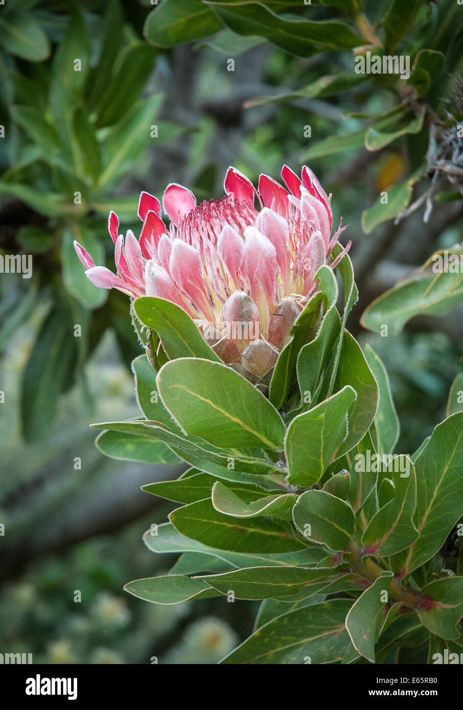 King Protea (Protea cyanroides) is South Africa's national flower ...