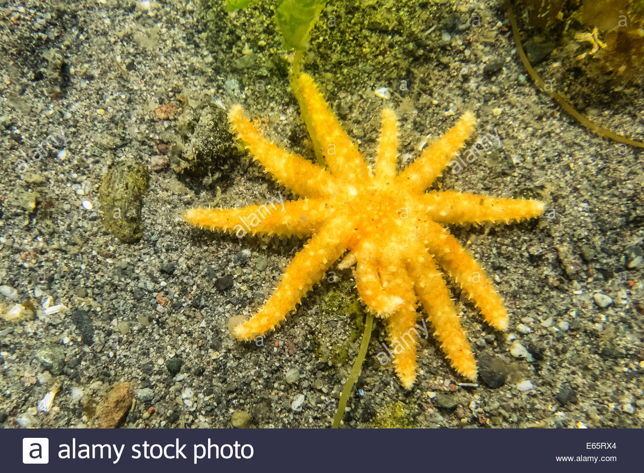 Sunflower Starfish High Resolution Stock Photography and Images - Alamy