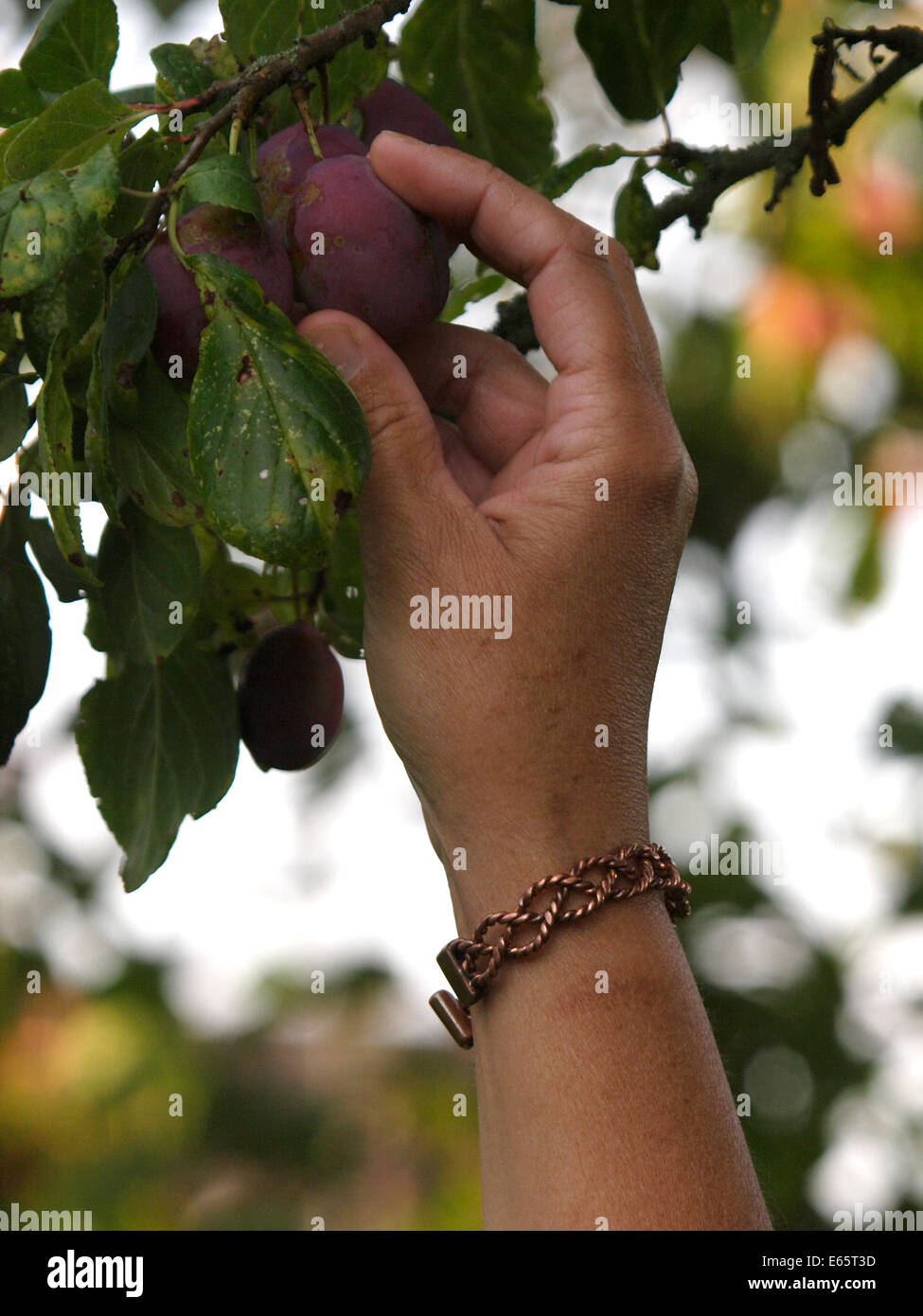 Picking fruit tree hi-res stock photography and images - Alamy