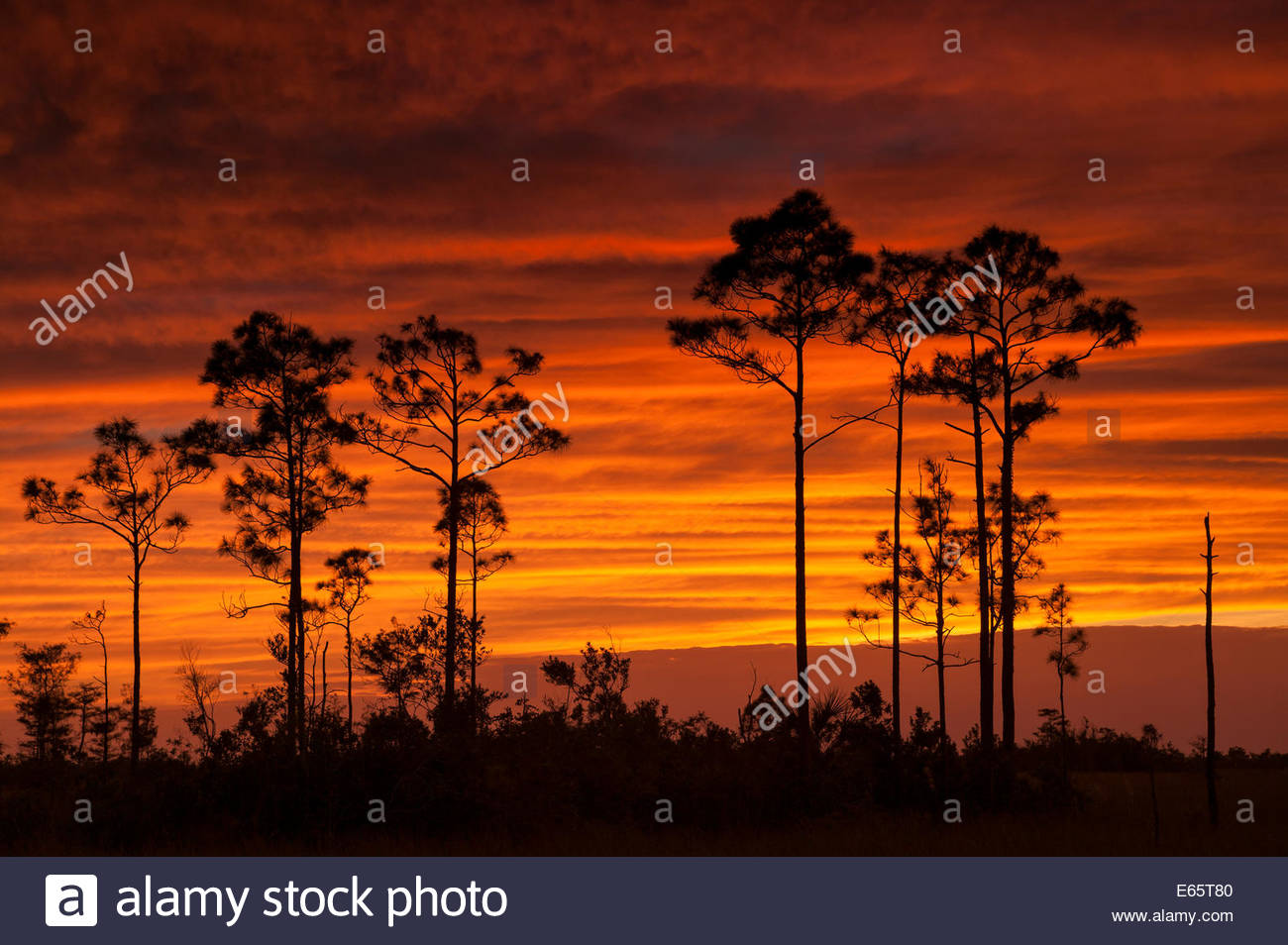 Everglades Trees High Resolution Stock Photography and Images - Alamy