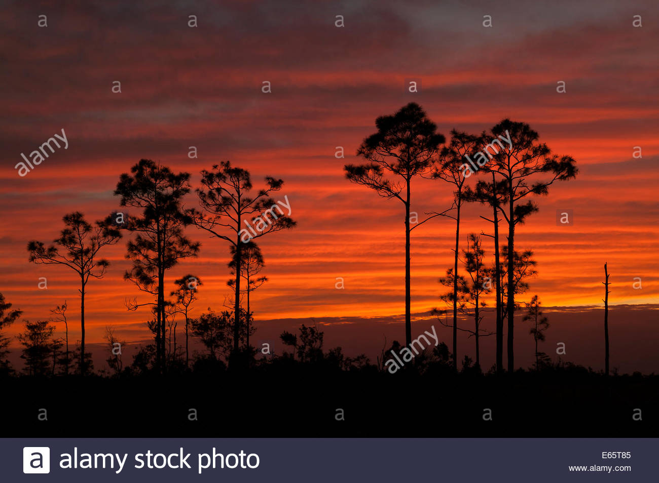 Pinus Elliotti Stock Photos & Pinus Elliotti Stock Images - Alamy