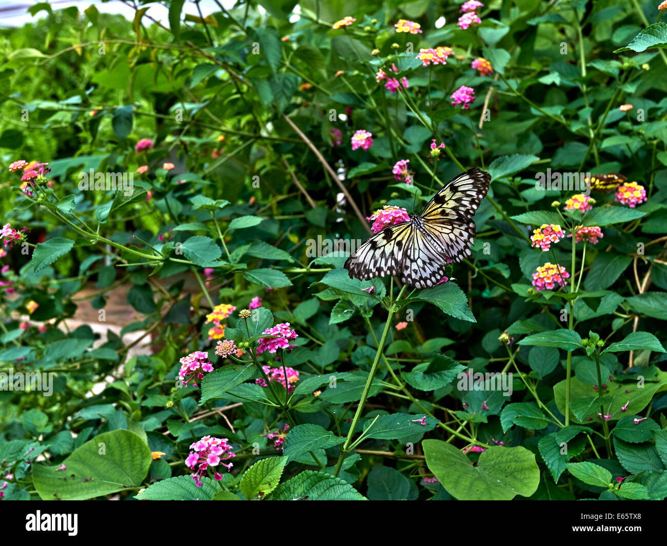 Butterfly World Isle of Wight is were you will see hundreds of ...