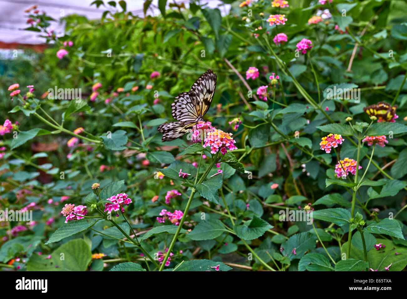 Butterfly World Isle of Wight is were you will see hundreds of ...
