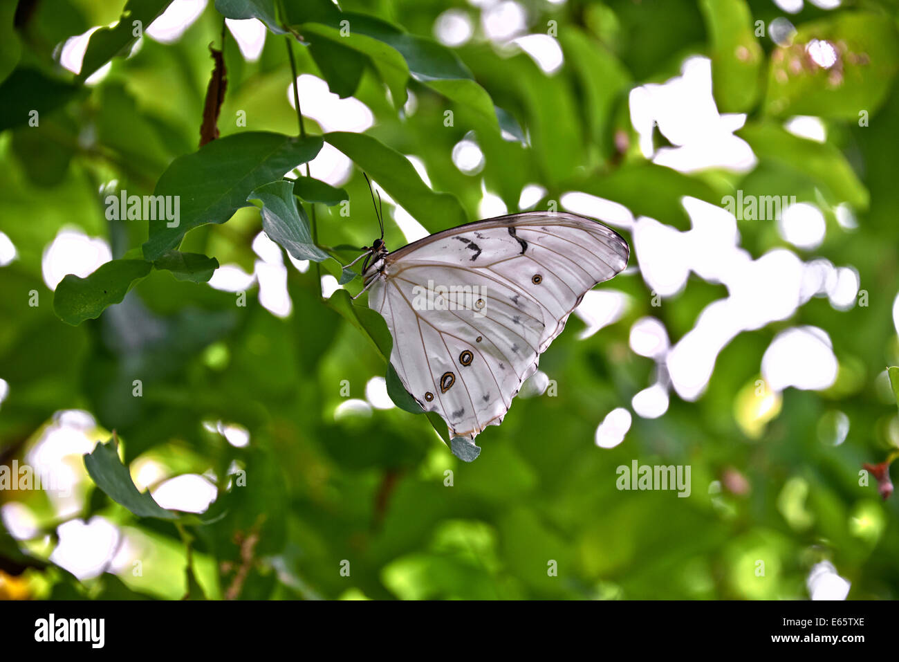 Butterfly World Isle of Wight is were you will see hundreds of ...