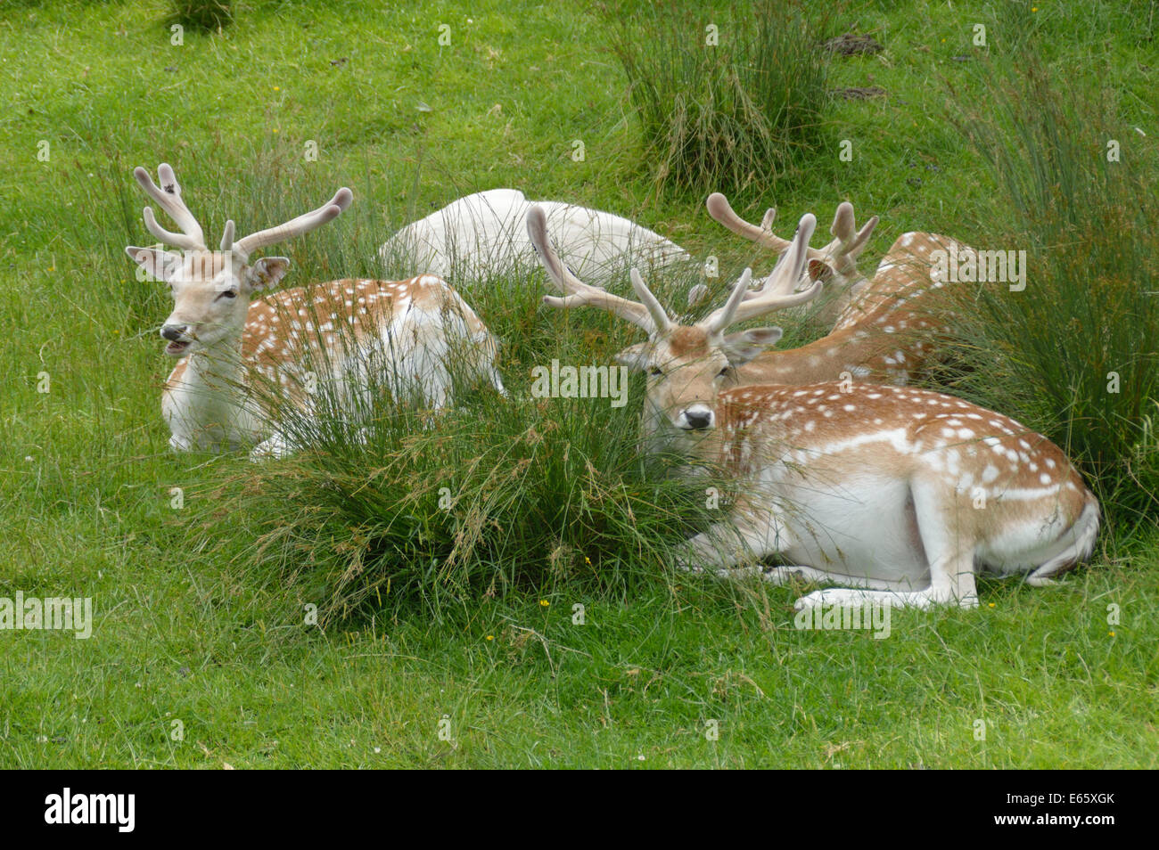 Deer Sitting Down High Resolution Stock Photography and Images - Alamy