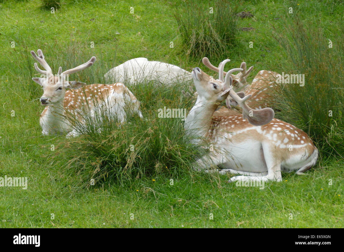 Deer Sitting Down High Resolution Stock Photography and Images - Alamy