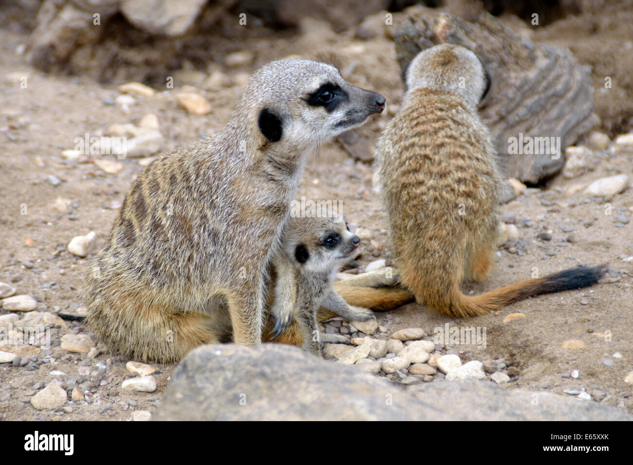 A family of meerkats with a meerkat pup Stock Photo - Alamy