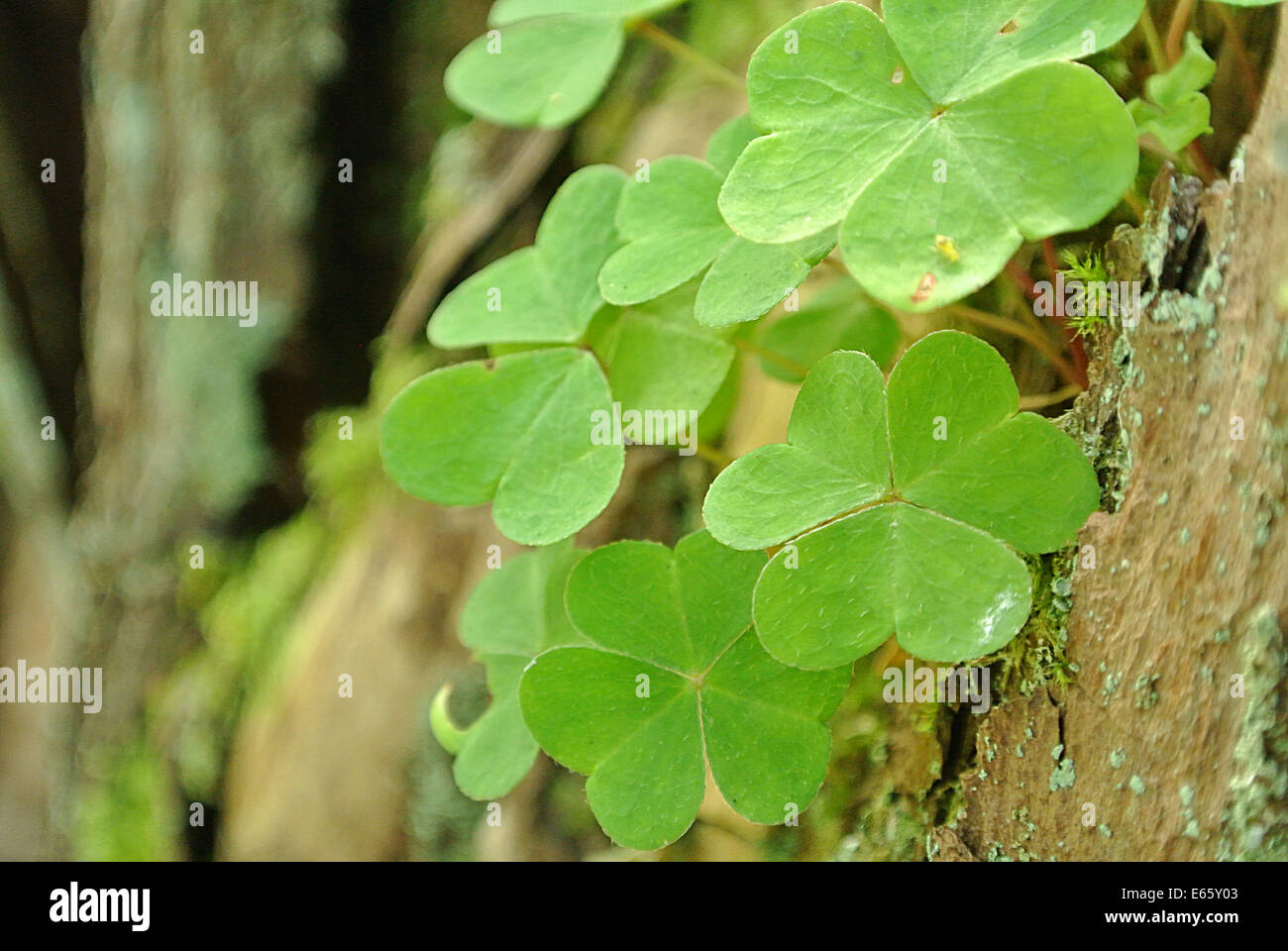 Clover in the forest Stock Photo - Alamy