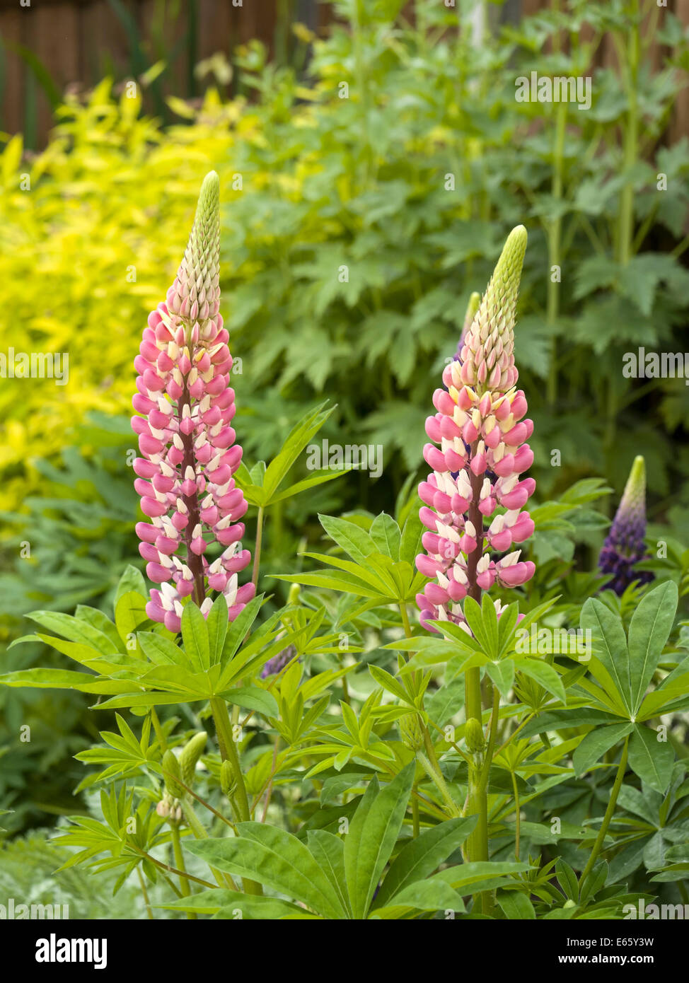 Lupin flowers in cottage garden hi-res stock photography and images - Alamy