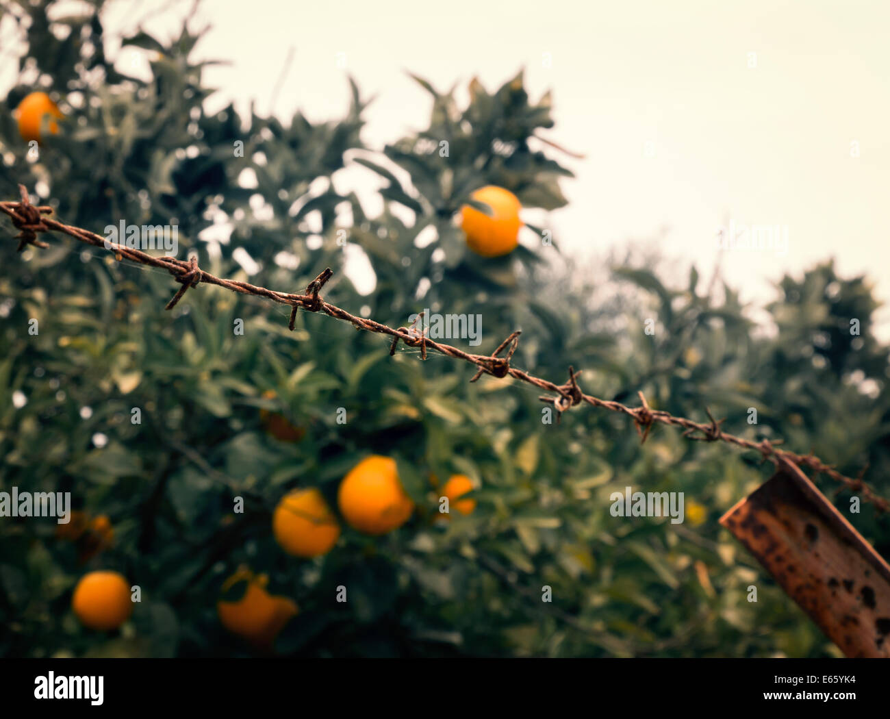 Orange fruits behind a barbed wire fence Stock Photo - Alamy