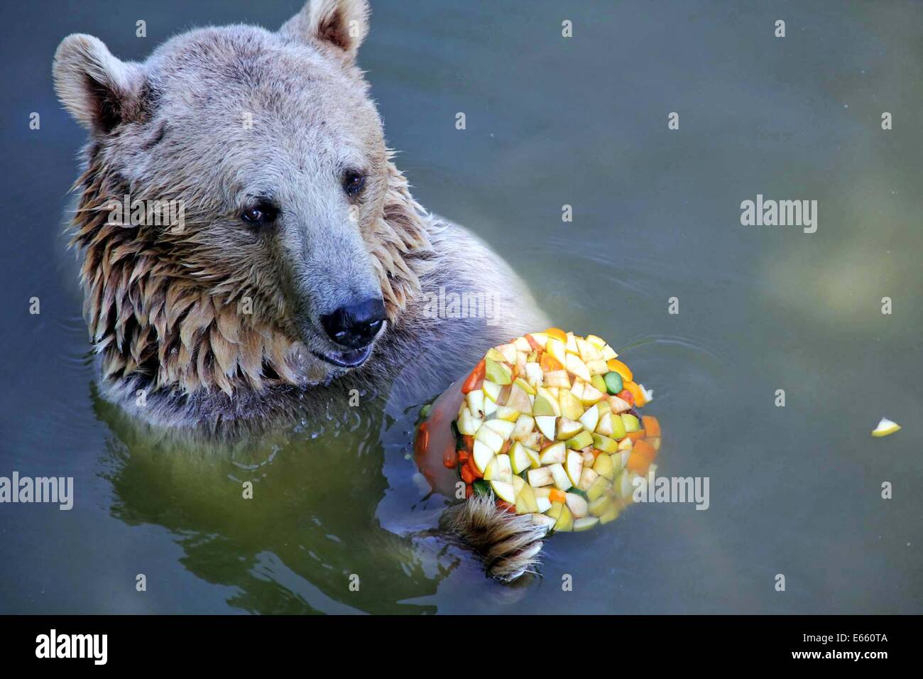 Bursa. 15th Aug, 2014. A bear eats an iced fruit in water in Bursa of ...