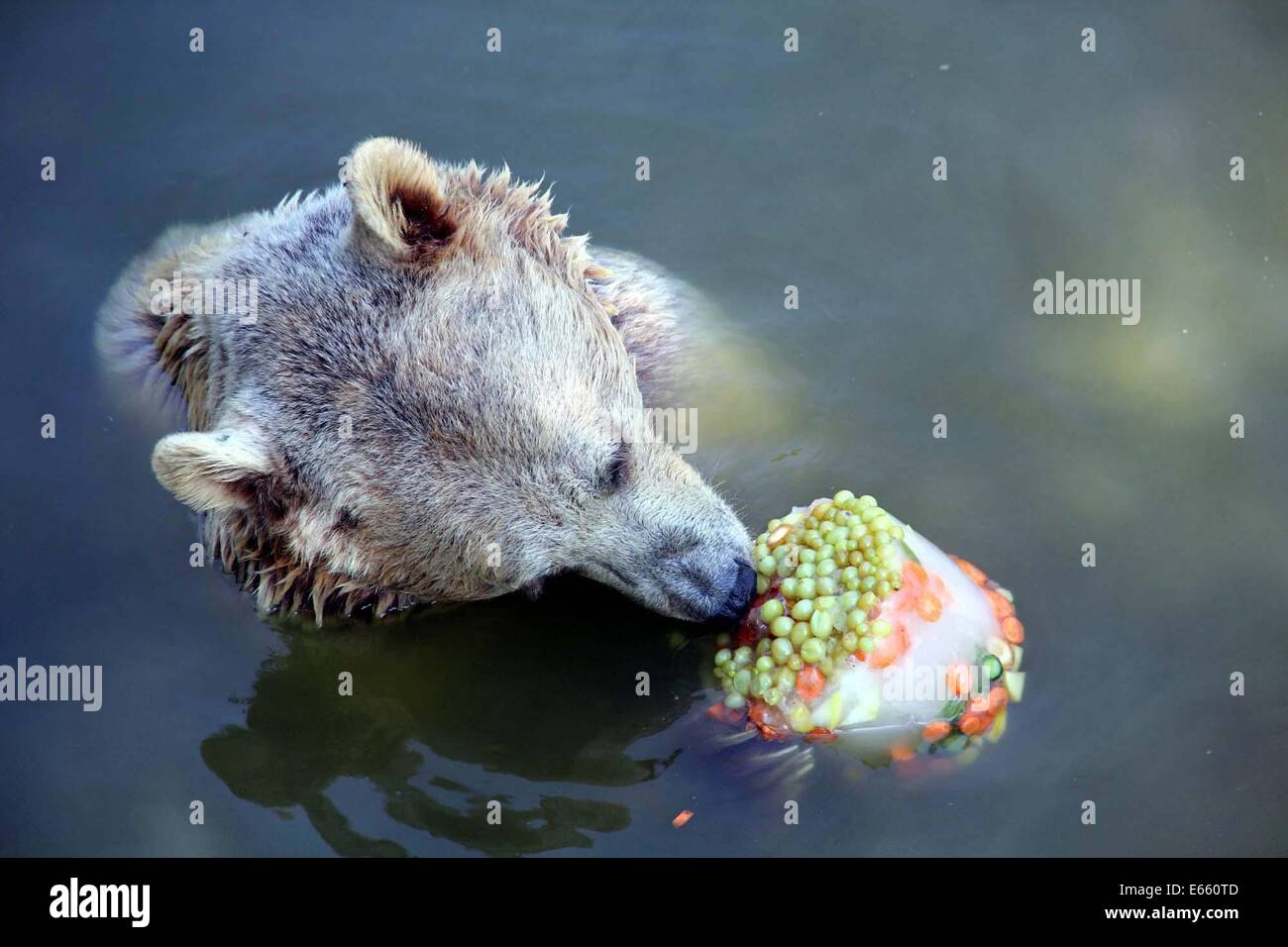 Bursa. 15th Aug, 2014. A bear eats an iced fruit in water in Bursa of ...