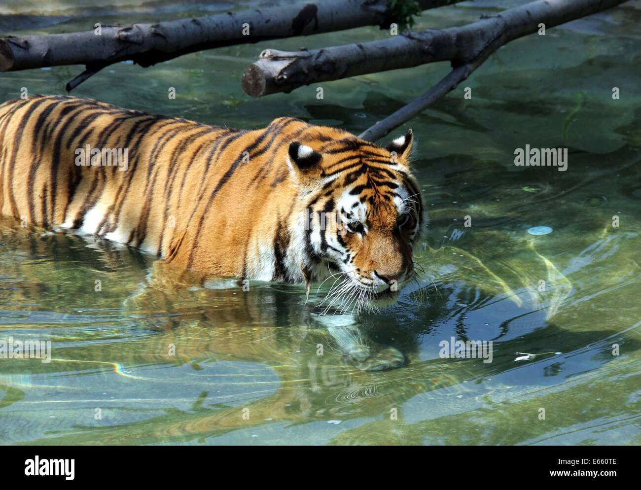 Bursa. 15th Aug, 2014. An amur tiger stays in water to escape the ...