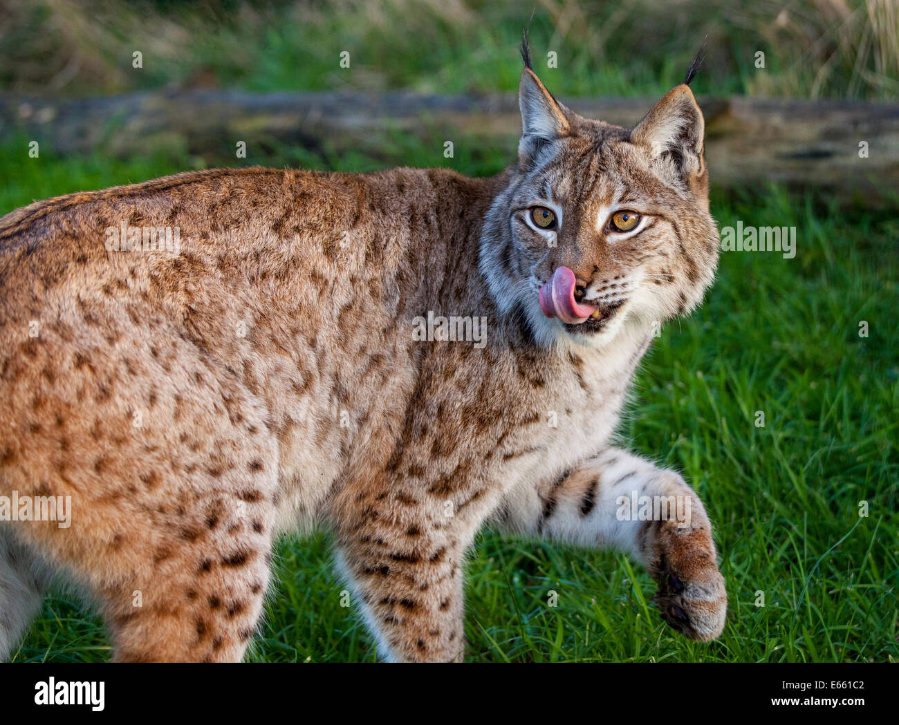 Lynx tongue hi-res stock photography and images - Alamy