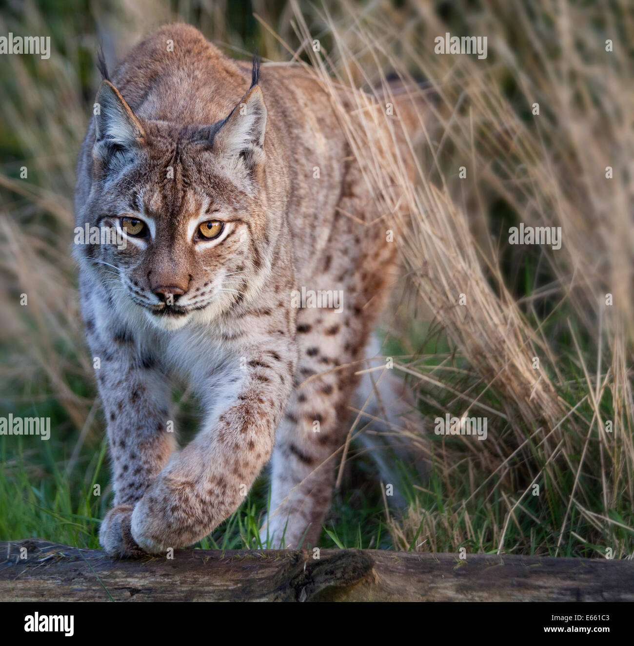 Lynx fur hi-res stock photography and images - Alamy