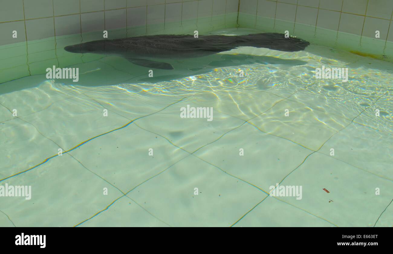 An Amazonian Manatee swims in a pool at the Amazon wildlife research ...