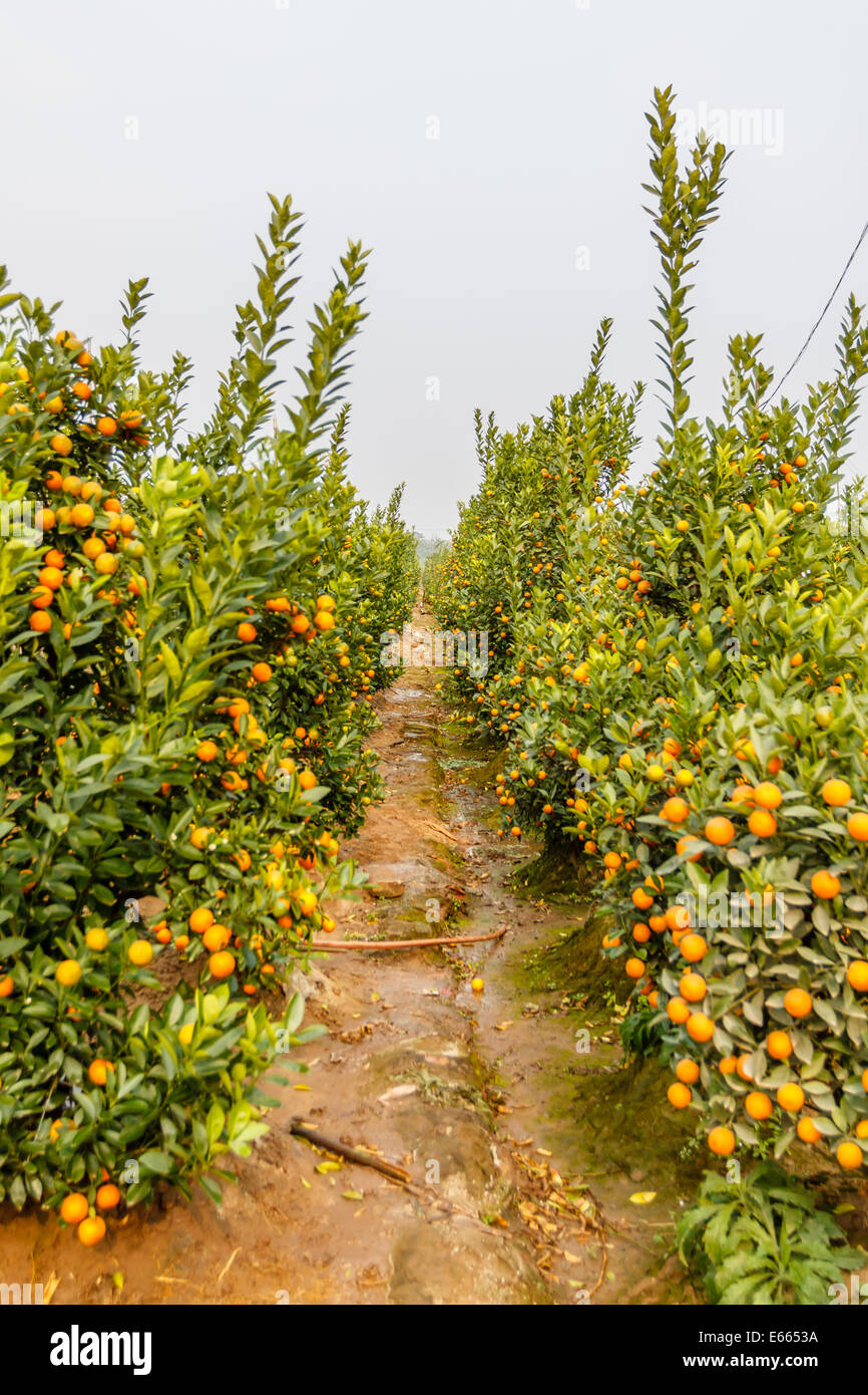 Vietnam tet tree hi-res stock photography and images - Alamy