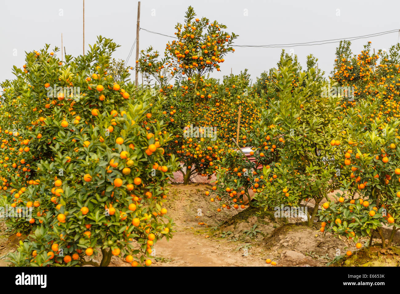 The growing Tangerines at Hanoi, Vietnam (Tet holiday Stock Photo - Alamy