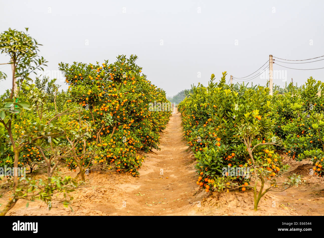 The growing Tangerines at Hanoi, Vietnam (Tet holiday Stock Photo - Alamy