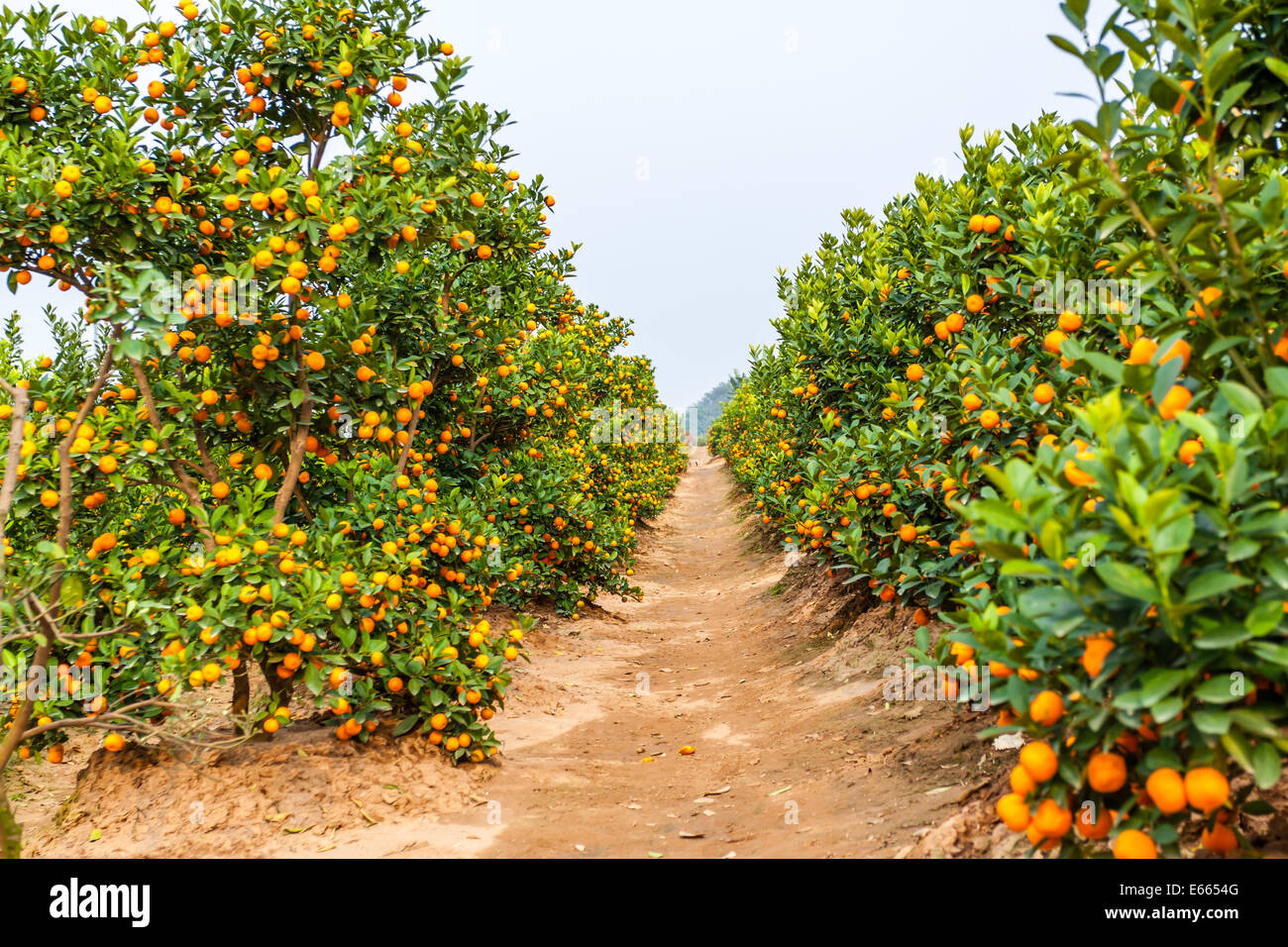 The growing Tangerines at Hanoi, Vietnam (Tet holiday Stock Photo - Alamy
