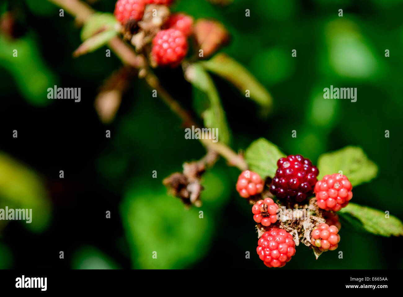 Blackberry on the vine hi-res stock photography and images - Alamy